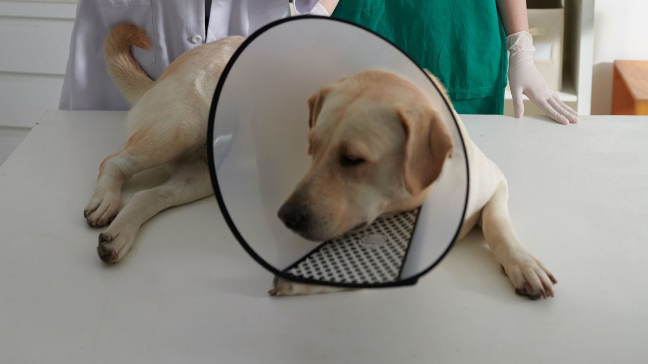 Minneapolis, MN 55416 Veterinary Services | Cityscape Vets On Excelsior
