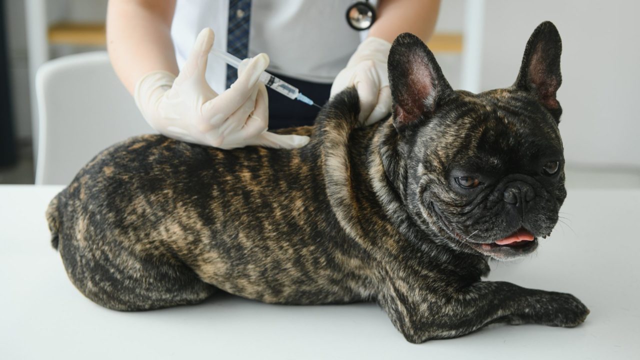 Minneapolis, MN 55416 Veterinary Services | Cityscape Vets On Excelsior